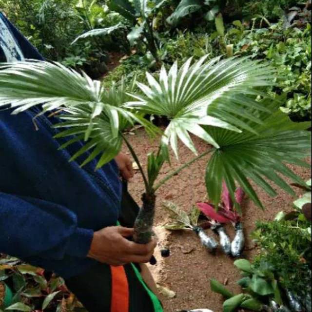Jual Tanaman hias palem sadeng-pohon palem sadeng | Shopee Indonesia
