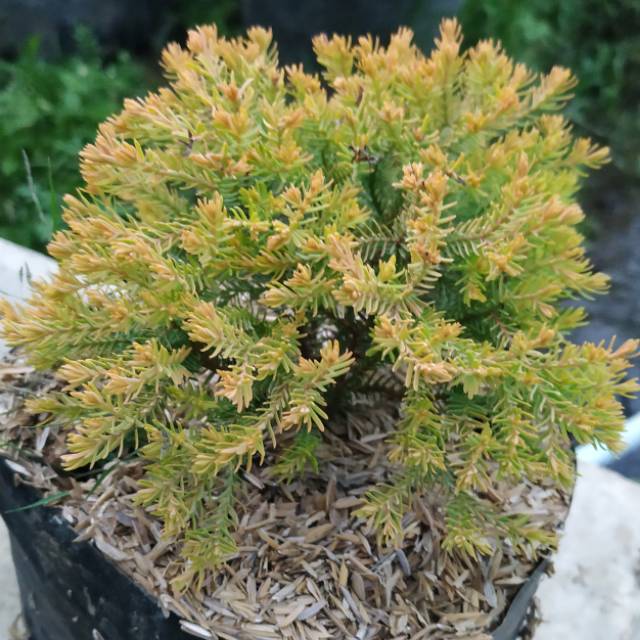 Jual Tanaman Hias Cemara Ren Gold | Shopee Indonesia