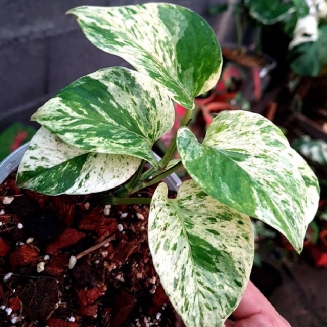 Jual Marble Queen | Shopee Indonesia