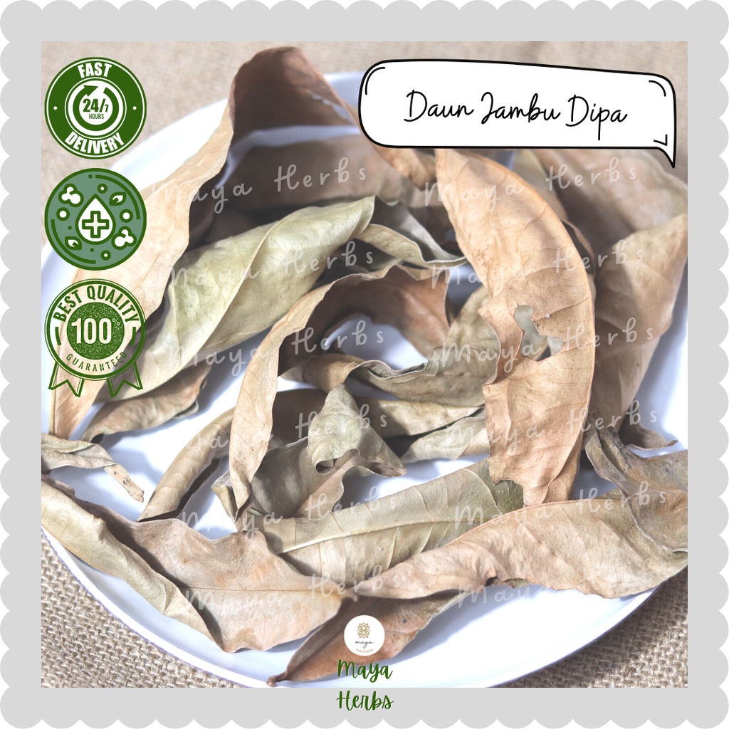 Jual Daun Jambu Dipa Kering 500 gram (Jambu Bol / Syzygium Malaccense ...