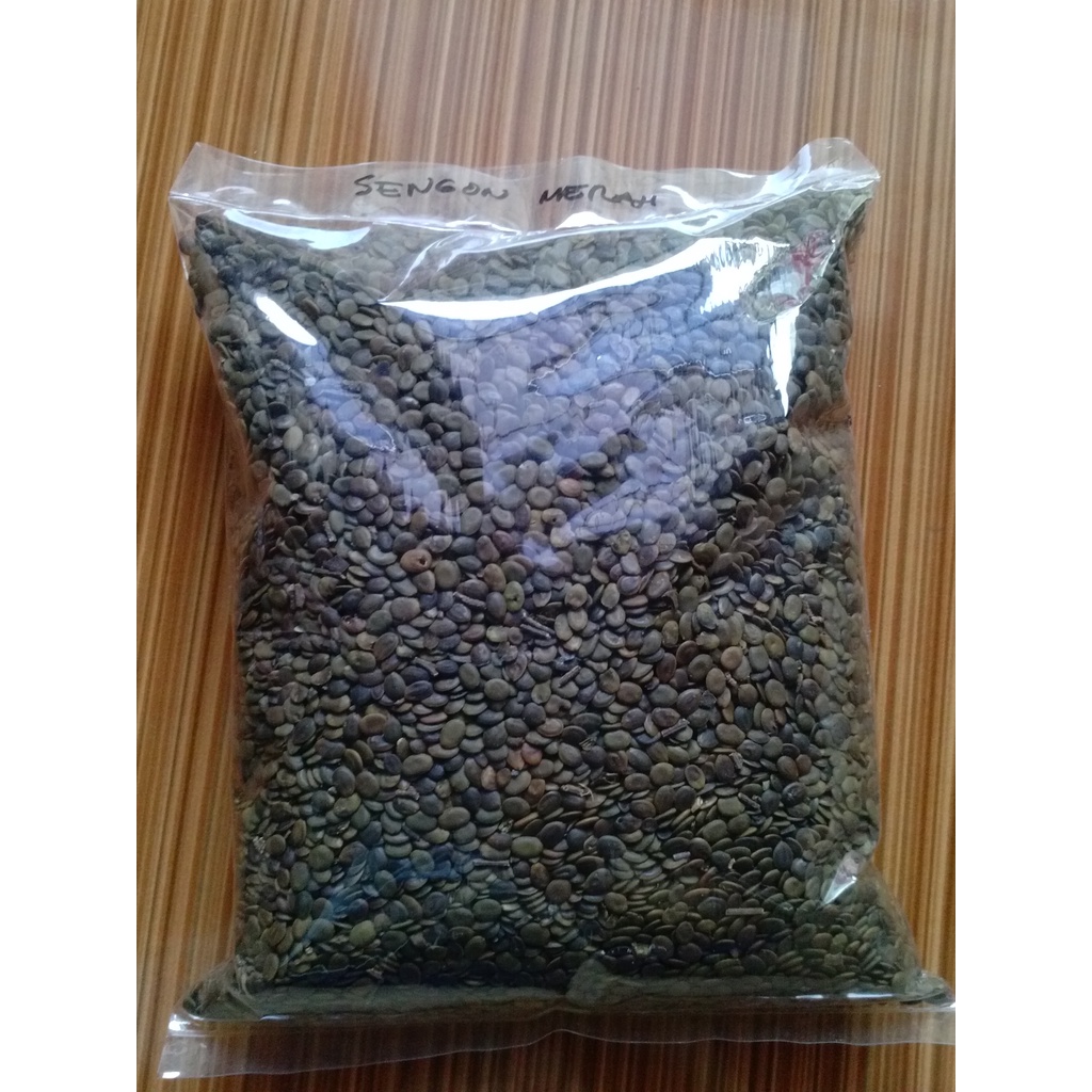 Jual Benih Sengon Merah (Albizia chinensis) | Shopee Indonesia