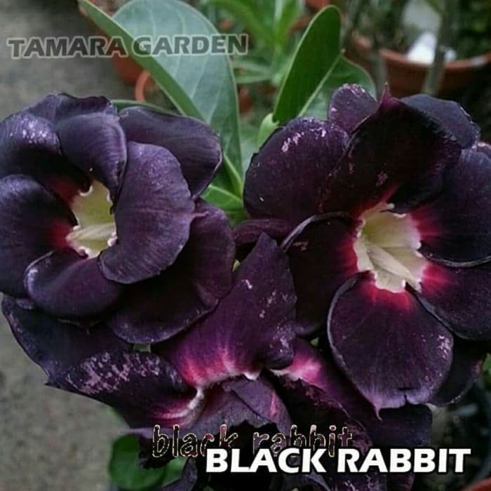Jual Jual Bibit Bunga Kamboja Adenium Black Rabbit -- tanaman ( Tanaman ...