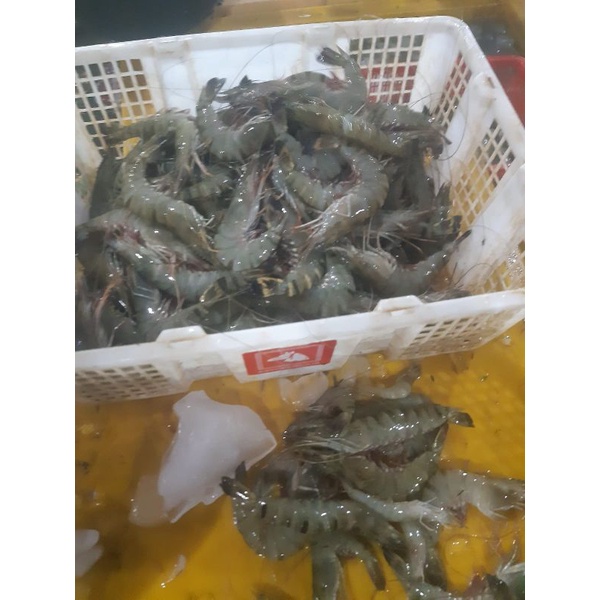 Jual udang tiger windu pancet sekilo isi 35 sampai 40 ekor fresh segar ...
