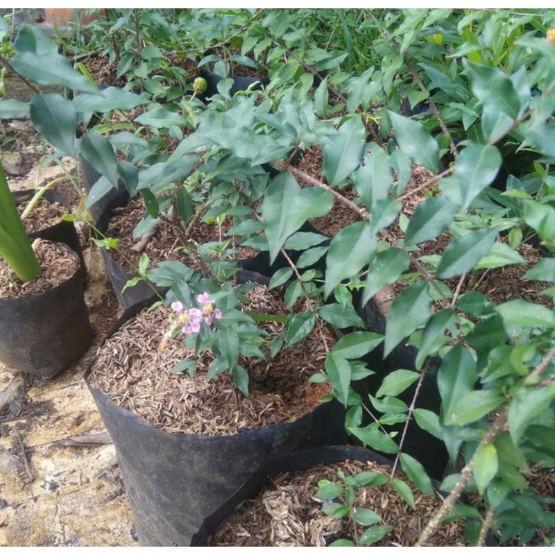 Jual Tanaman hias sakura mini - bunga sakura micro - terlaris tanaman ...