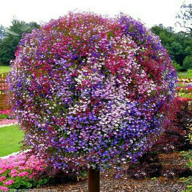 Jual Biji Bunga Lobelia Butterfly Mixed (Type Rimbun Cocok Untuk Taman ...