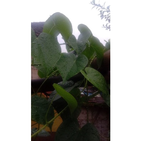 Jual Daun Patrawali / Brotowali segar (20 lembar) | Shopee Indonesia