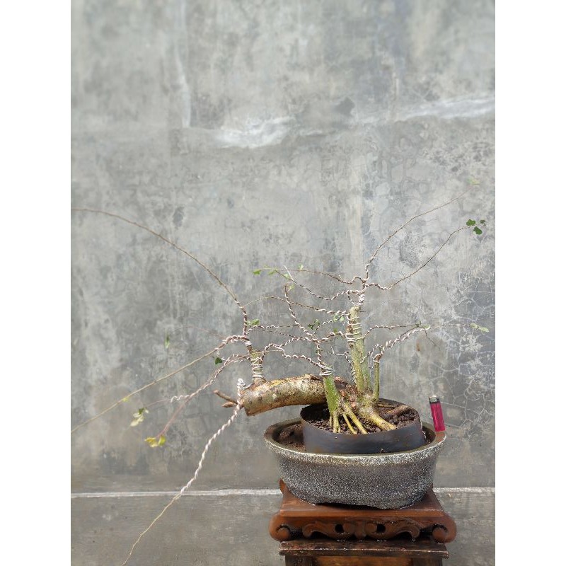 Jual BAHAN BONSAI POHON RUKEM BAGUS CANTIIK HARGA MURAH | Shopee Indonesia
