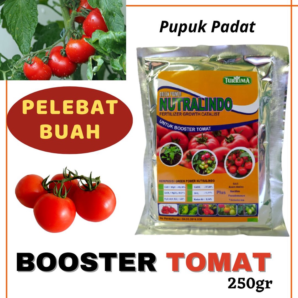 Jual Pupuk Organik Penyubur Tomat, Booster Tomat Plus Trichoderma Anti Busuk Buah dan Anto ...