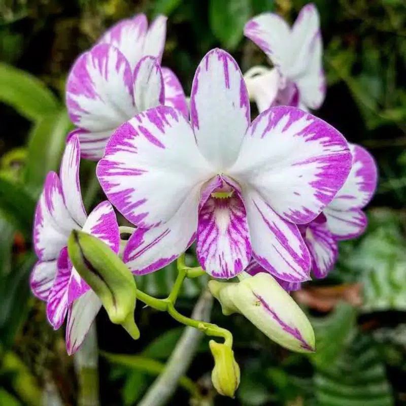 Jual anggrek dendrobium enobi splash kondisi knop dan spike | Shopee ...
