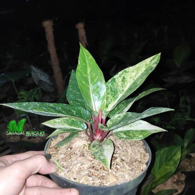 Jual Tanaman Hias - Pohon Anthurium Hookeri Variegata Batang Merah ...
