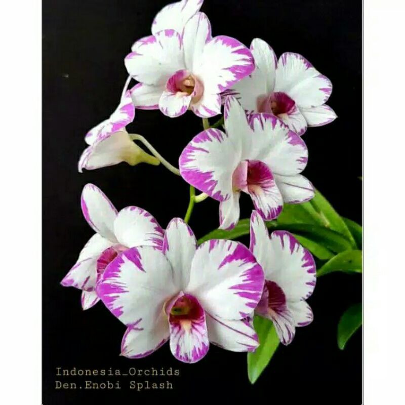 Jual SEEDLING ANGGREK DENDROBIUM ENOBI SPLASH | Shopee Indonesia
