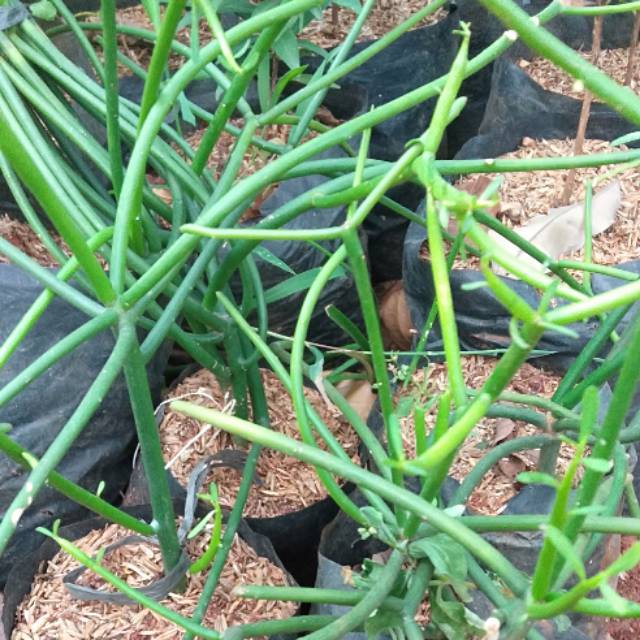 Jual Pohon patah tulang pohon kayu urip | Shopee Indonesia