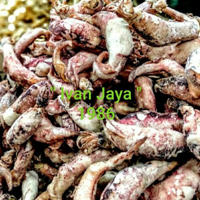 Jual Ikan Cumi telor Asin 250 gram - BARU | Shopee Indonesia