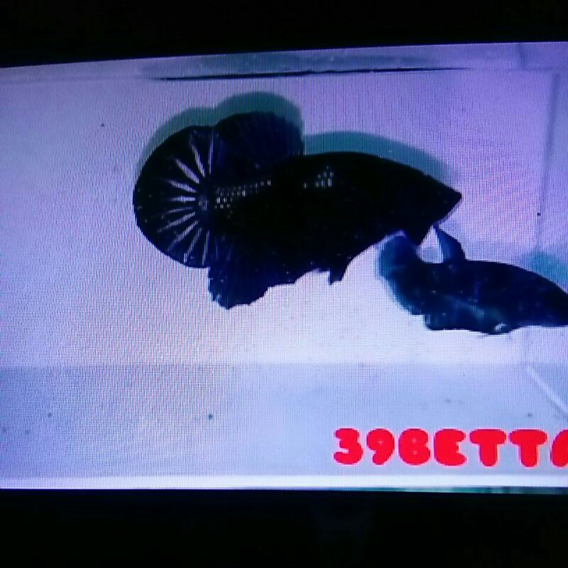 Jual avatar cooper | Shopee Indonesia