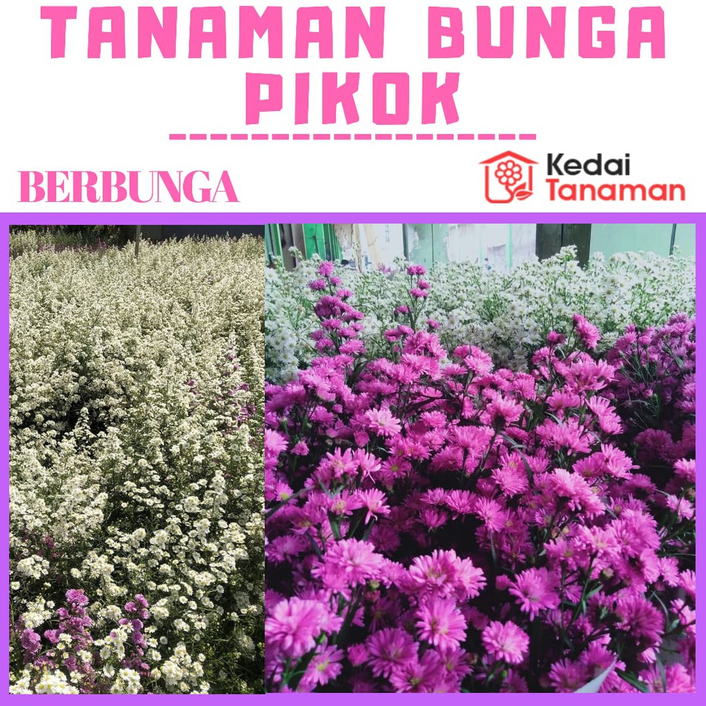 Jual Tanaman Hias Bunga Pikok (Berbunga) | Shopee Indonesia