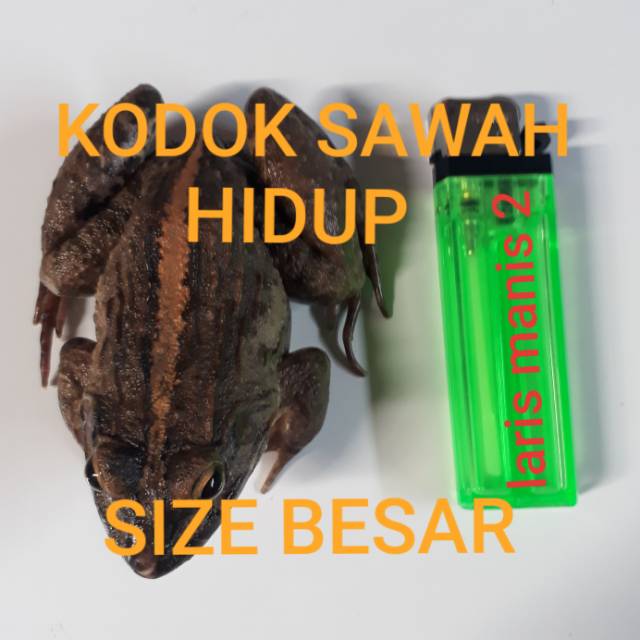 Jual Kodok sawah-katak sawah besar | Shopee Indonesia