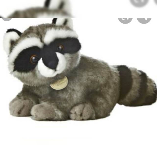 Jual Boneka Racoon Imut (Rakun Imut) | Shopee Indonesia