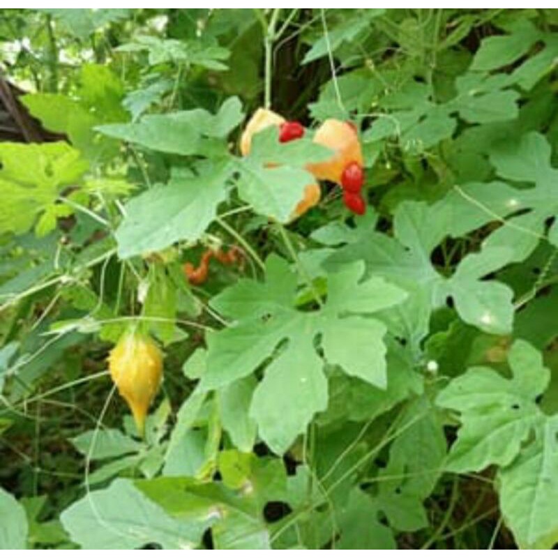 Jual Daun Pare Alas Segar 1 Kg / Daun Pare Hutan / Daun Pare Mini ...