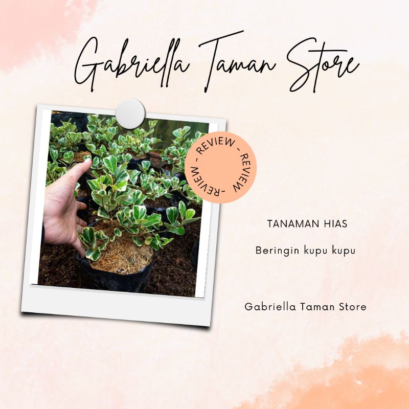 Jual ficus triangularis varigata - Tanaman hias beringin kupu kupu ...