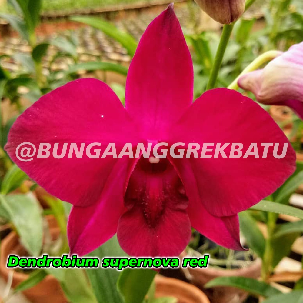 Jual Anggrek Dendrobium Bulat hybrid usia 6-7 bulan Seedling | Shopee ...