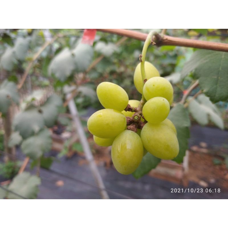 Jual entres anggur import jupiter / akademik / livia / gozv ...