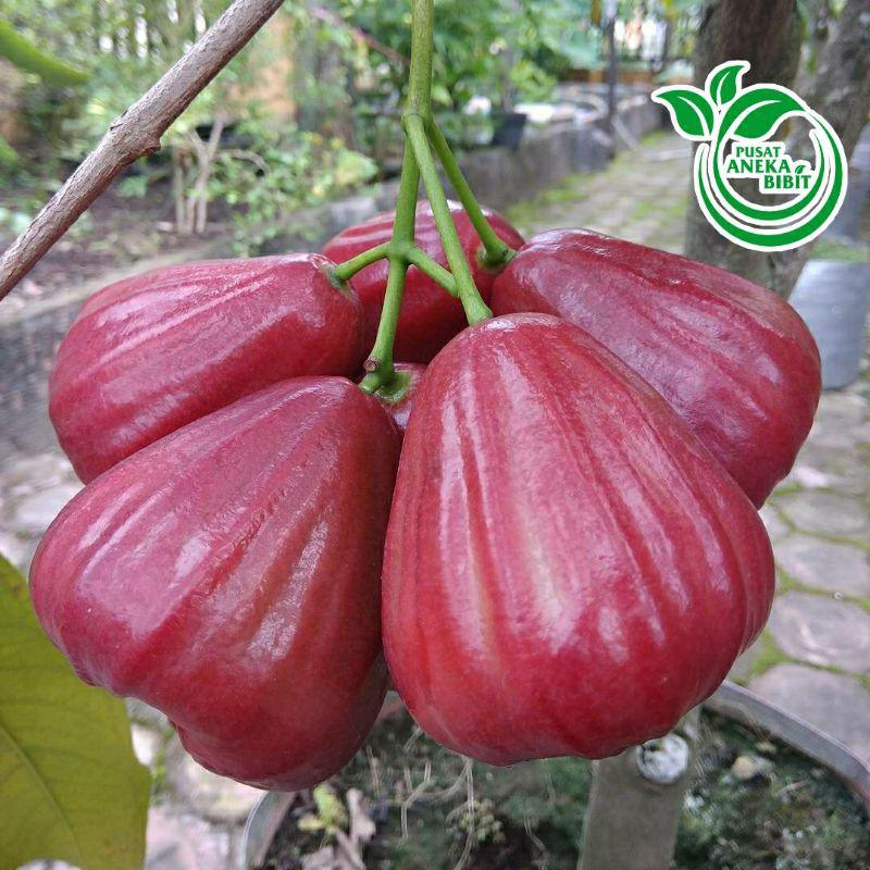 Jual BIBIT TANAMAN JAMBU AIR DALHARI | Shopee Indonesia