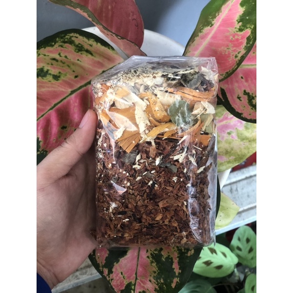 Jual Ratus Wangi Rempah | Shopee Indonesia