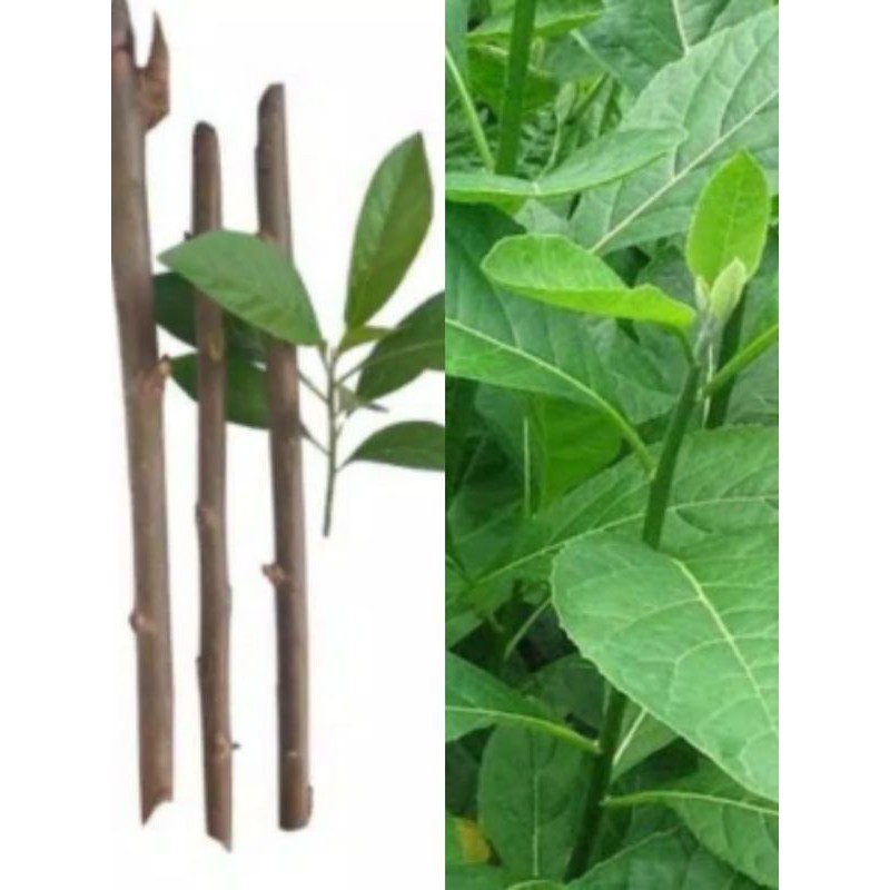 Jual stek batang pohon daun afrika | Shopee Indonesia