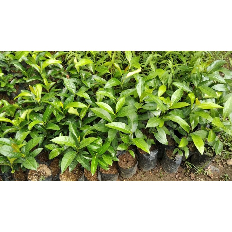 Jual Bibit black sapote giant siap bebuah(sawo hitam) | Shopee Indonesia