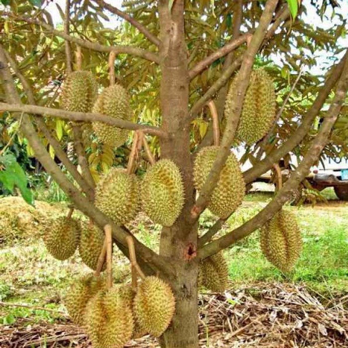 Jual Bibit Durian Terlengkap & Harga Terbaru April 2026 | Shopee Indonesia