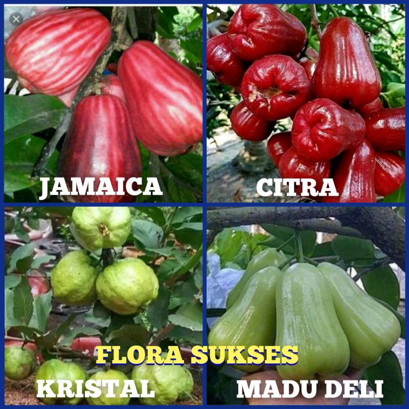 Jual Paket 4 Jenis Jambu ( Madu Deli , Kristal , Citra , Jamaika ...
