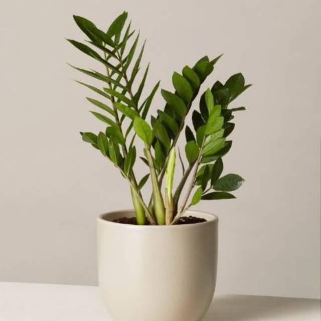 Jual Tanaman hias bunga outdoor indoor daun koin dollar zamioculcas ...
