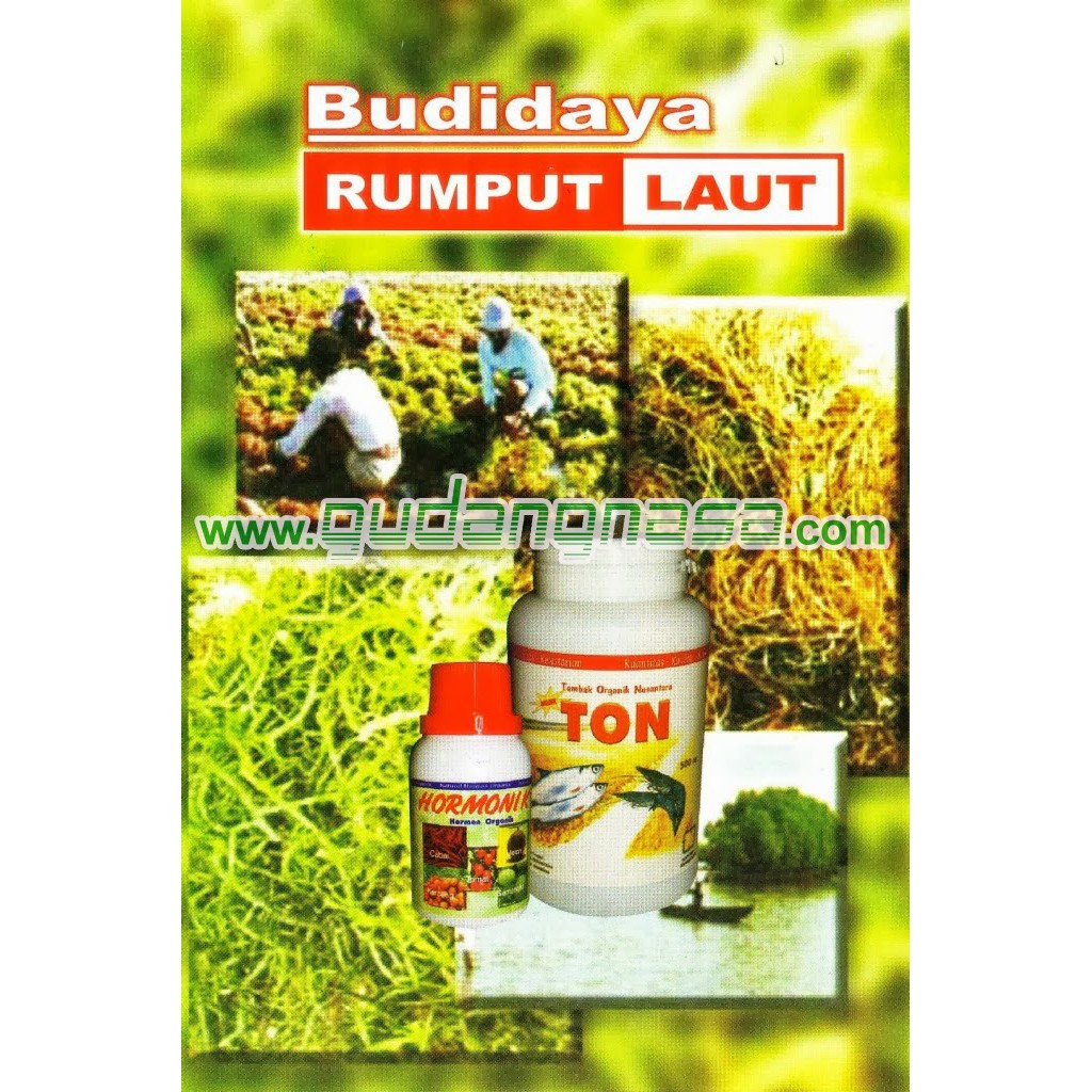 Jual PAKET BUDIDAYA RUMPUT LAUT NASA | Shopee Indonesia