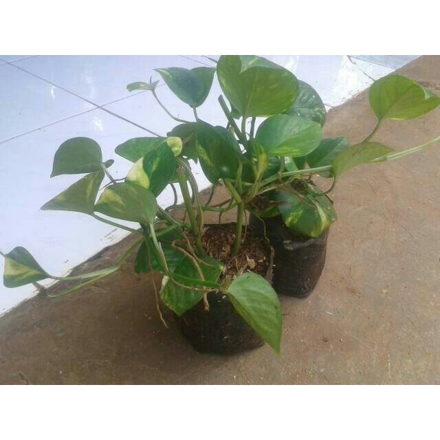 Jual pohon sirih gading, sirih gading, tanaman penyerap racun ...