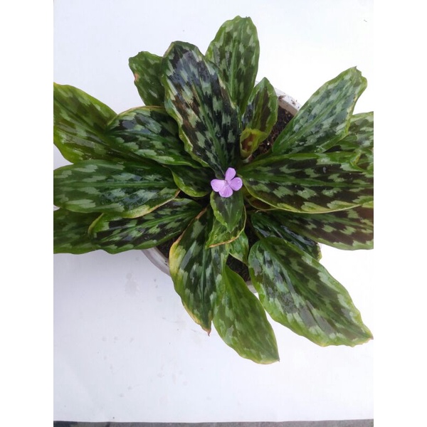 Jual Sayap Rajawali atau Sayap Elang Termurah | Shopee Indonesia