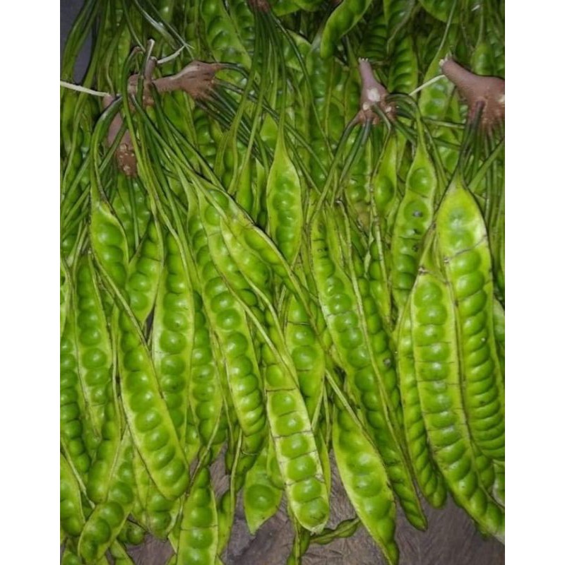 Jual PETAI/PETE SEGAR KALIMANTAN PERPAPAN | Shopee Indonesia