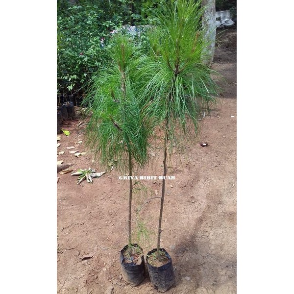 Jual WARUNG BIBIT Bibit Tanaman Pinus Atau Kayu Pines Siap Tanam unggul ...