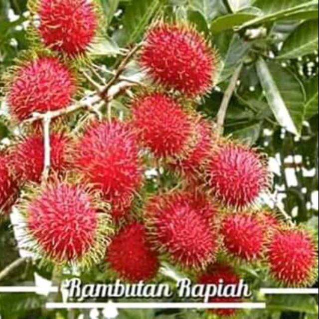 Jual Bibit rambutan rapiah berkualitas (okulasi) | Shopee Indonesia