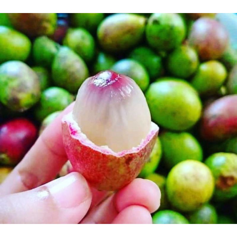 Jual Buah Matoa Khas Papua | Shopee Indonesia