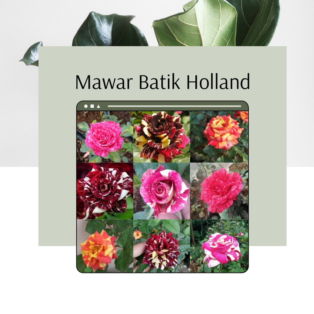 Jual Tanaman Hias Mawar Batik Mawar Holland Cantik Murah dan Terawat ...