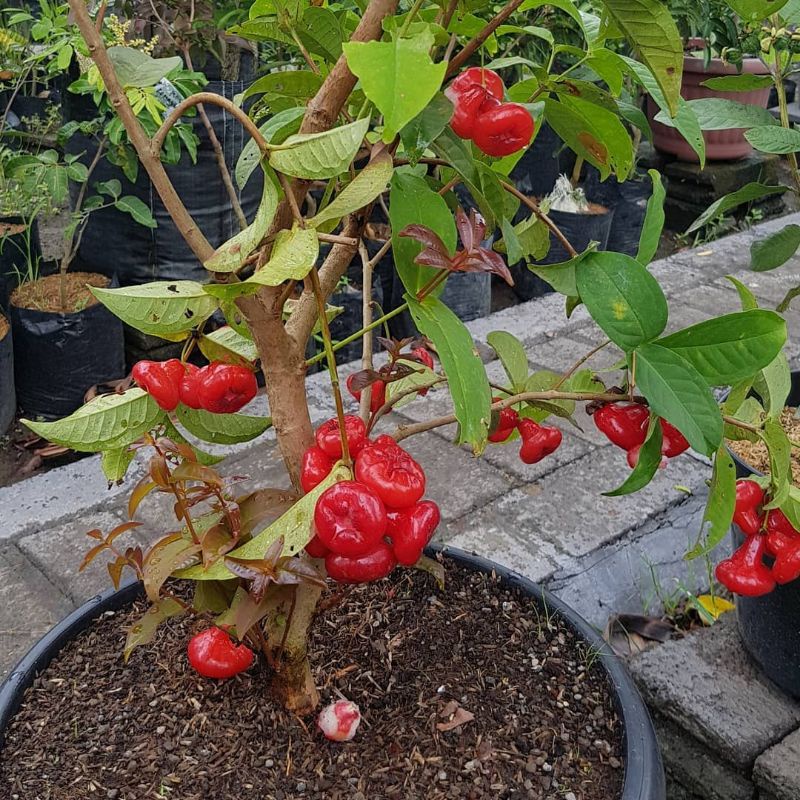 Jual Jambu Air Kancing Merah Super Manis | Shopee Indonesia