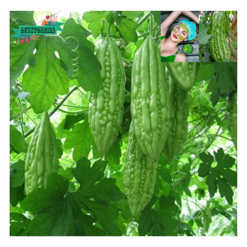 Jual Buah Paria Sayur kemasan 500 grm | Shopee Indonesia