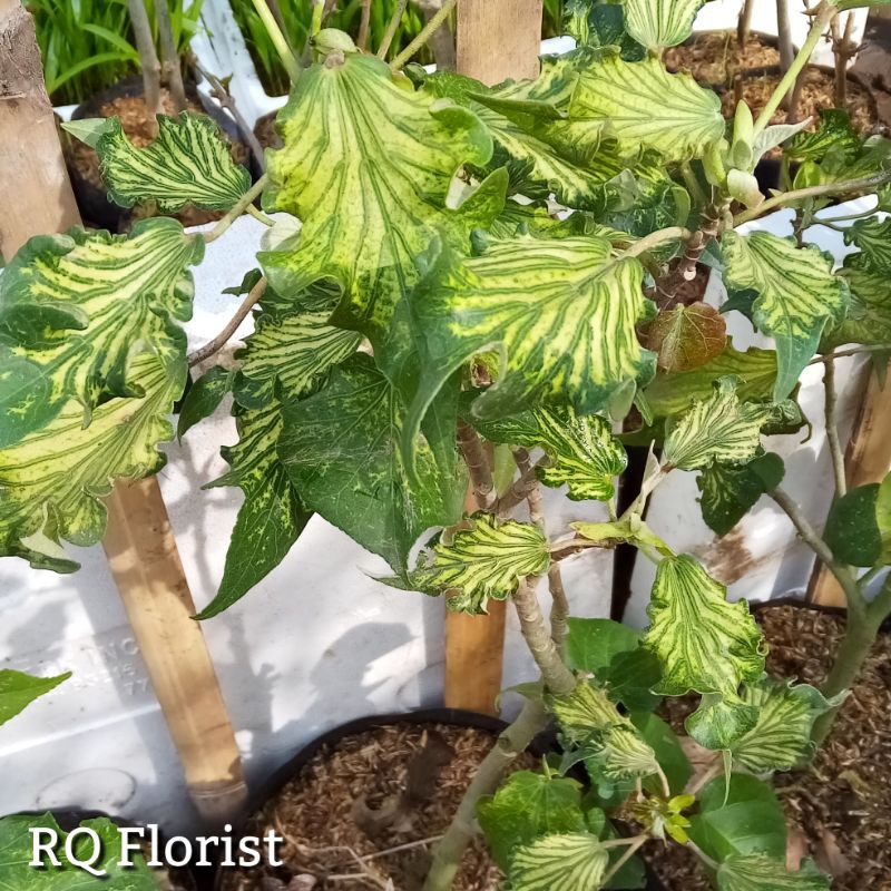 Jual Tanaman Waru Wayang | Shopee Indonesia