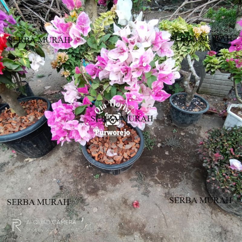 Jual BUNGA BOUGENVILLE ICE RAINBOW - TANAMAN BUNGA KERTAS BUGENVIL ...
