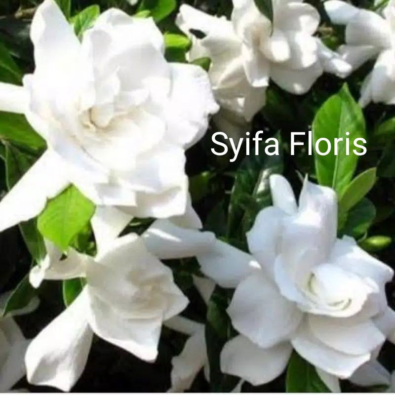 Jual pohon tanaman gardenia / pohon bunga cempiring | Shopee Indonesia