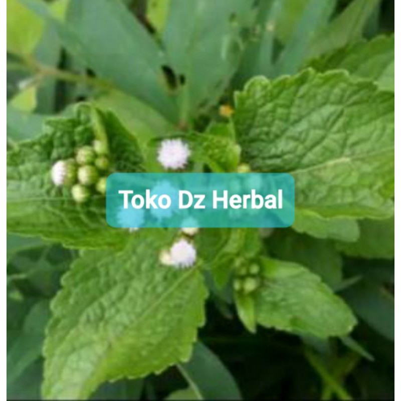 Jual Daun bandotan segar 1 kg petik langsung | Shopee Indonesia