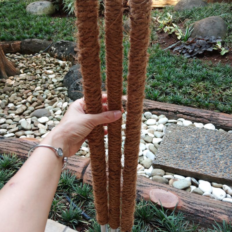 Jual Tiang Turus Penyangga Tanaman | Ajir Tanaman Ukuran 60cm untuk ...