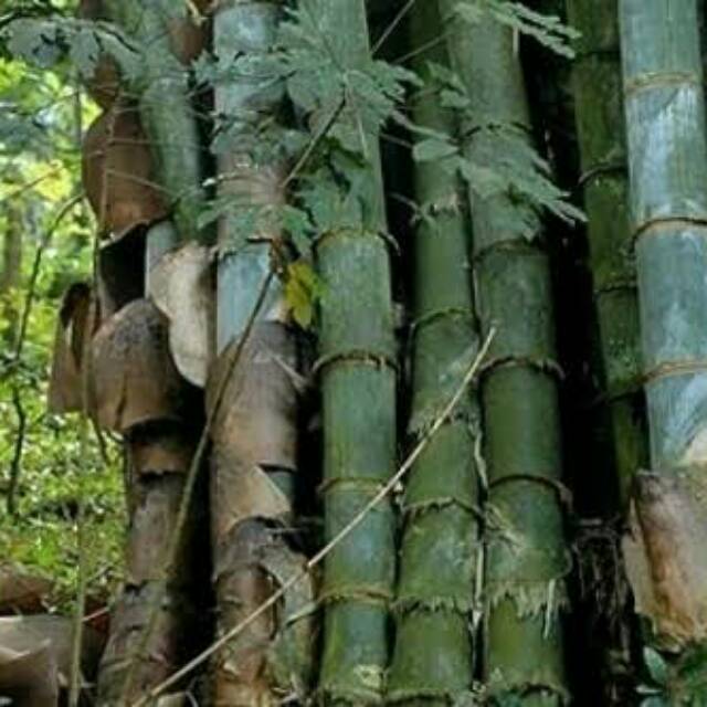 Jual Air bambu alami 1kg | Shopee Indonesia