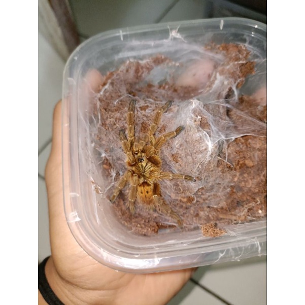 Jual Pterinochilus Murinus - OBT | Shopee Indonesia