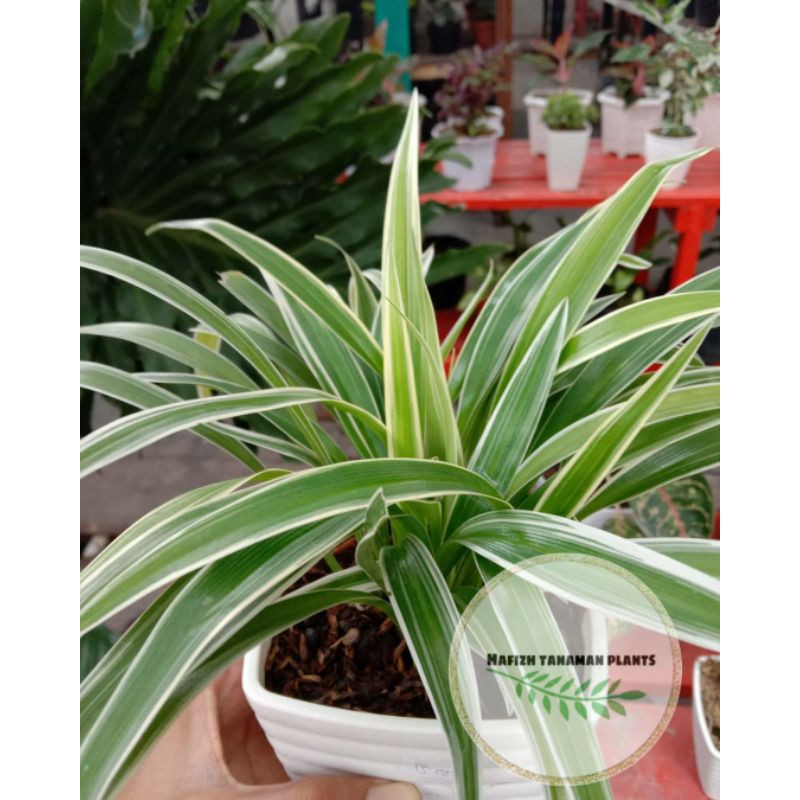 Jual Tanaman hias lili paris - tanaman umbi umbian Tanaman Hidup-,Bunga ...